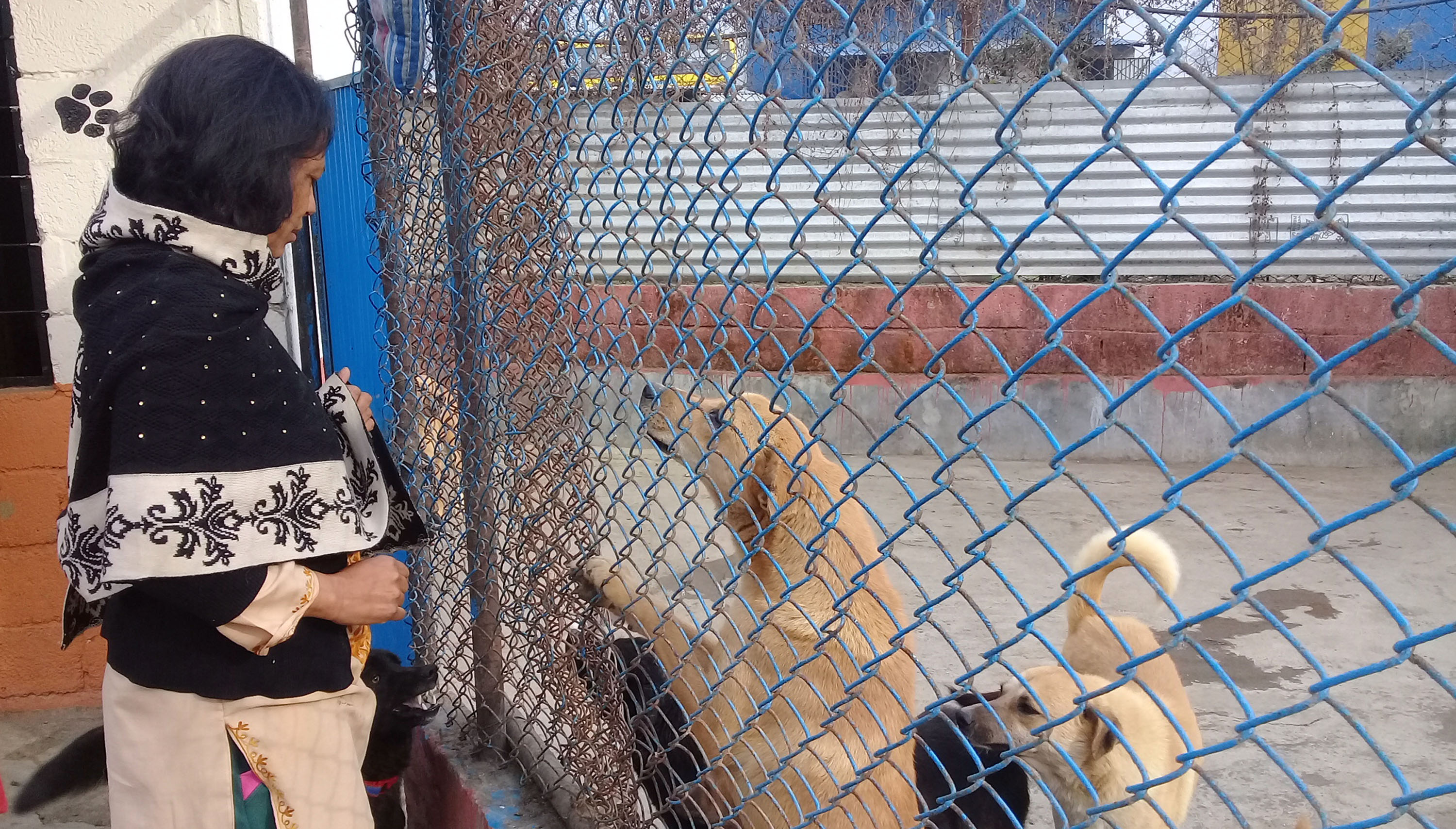 KMC performs vasectomy and tubal ligation on 8,000 stray dogs - Everest ...