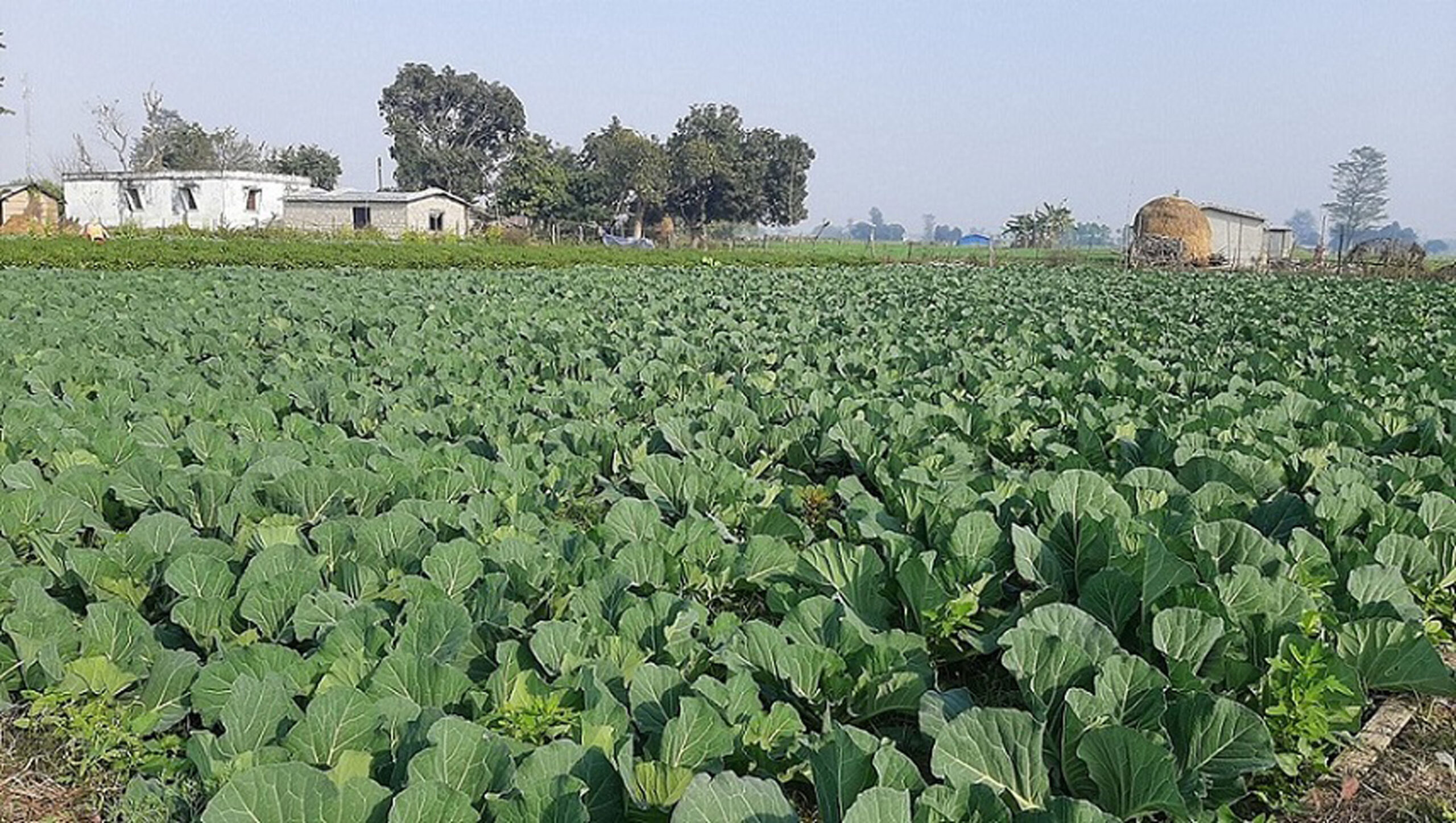 Vegetable farming - Everest Times - Online News Portal of Nepal