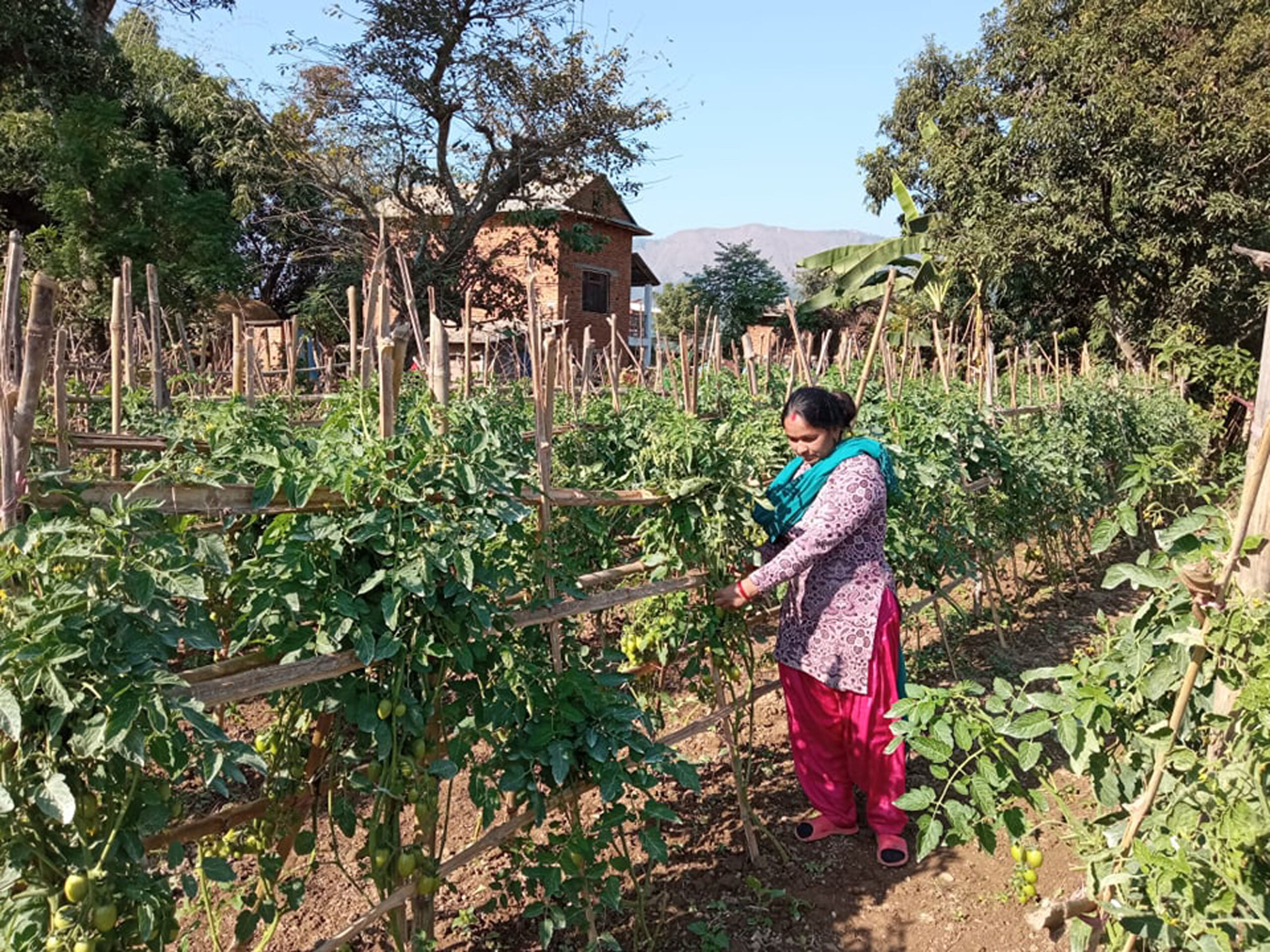 Vegetable farming - Everest Times - Online News Portal of Nepal