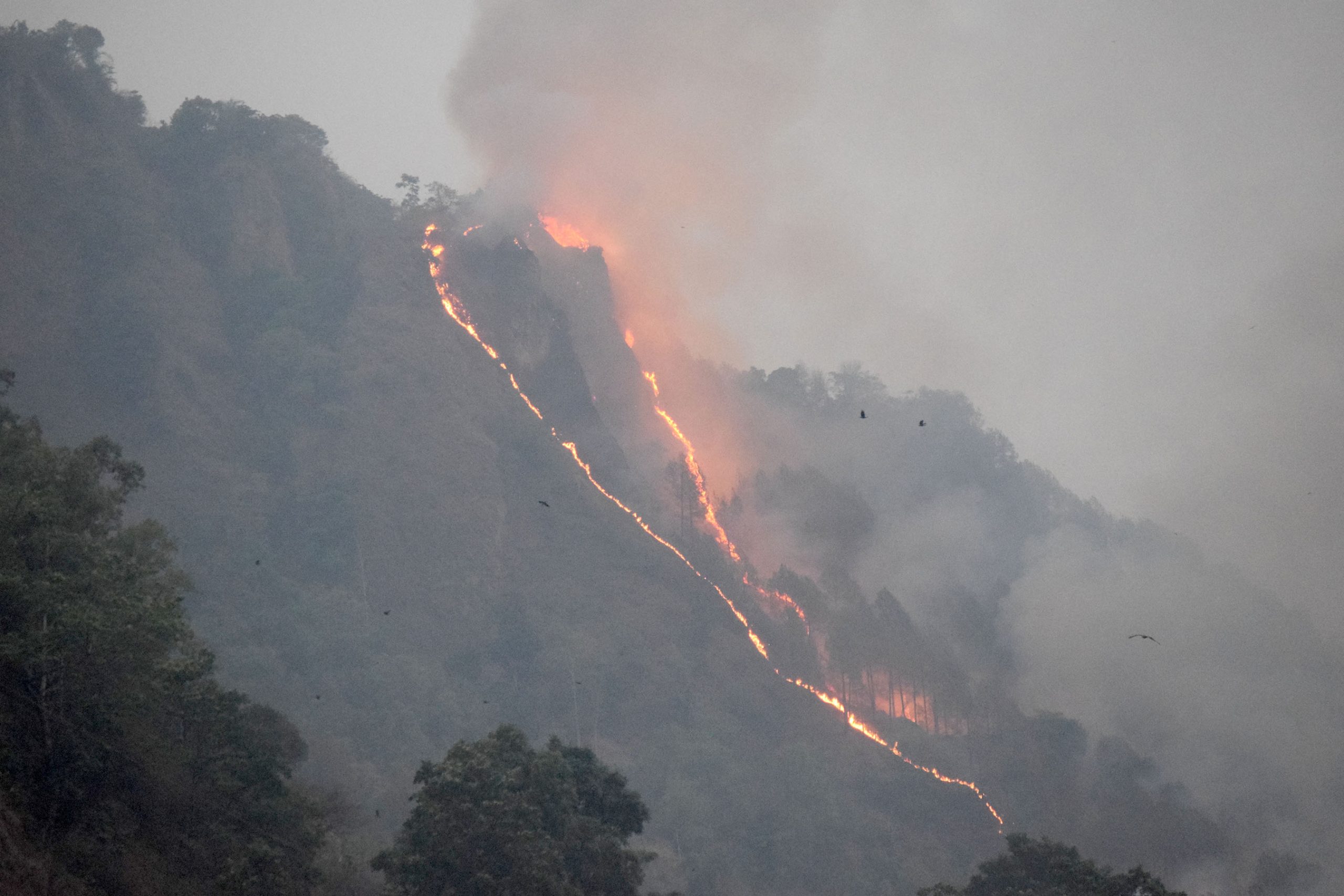 More than 5,000 forest fires in ten months - Everest Times - Online ...
